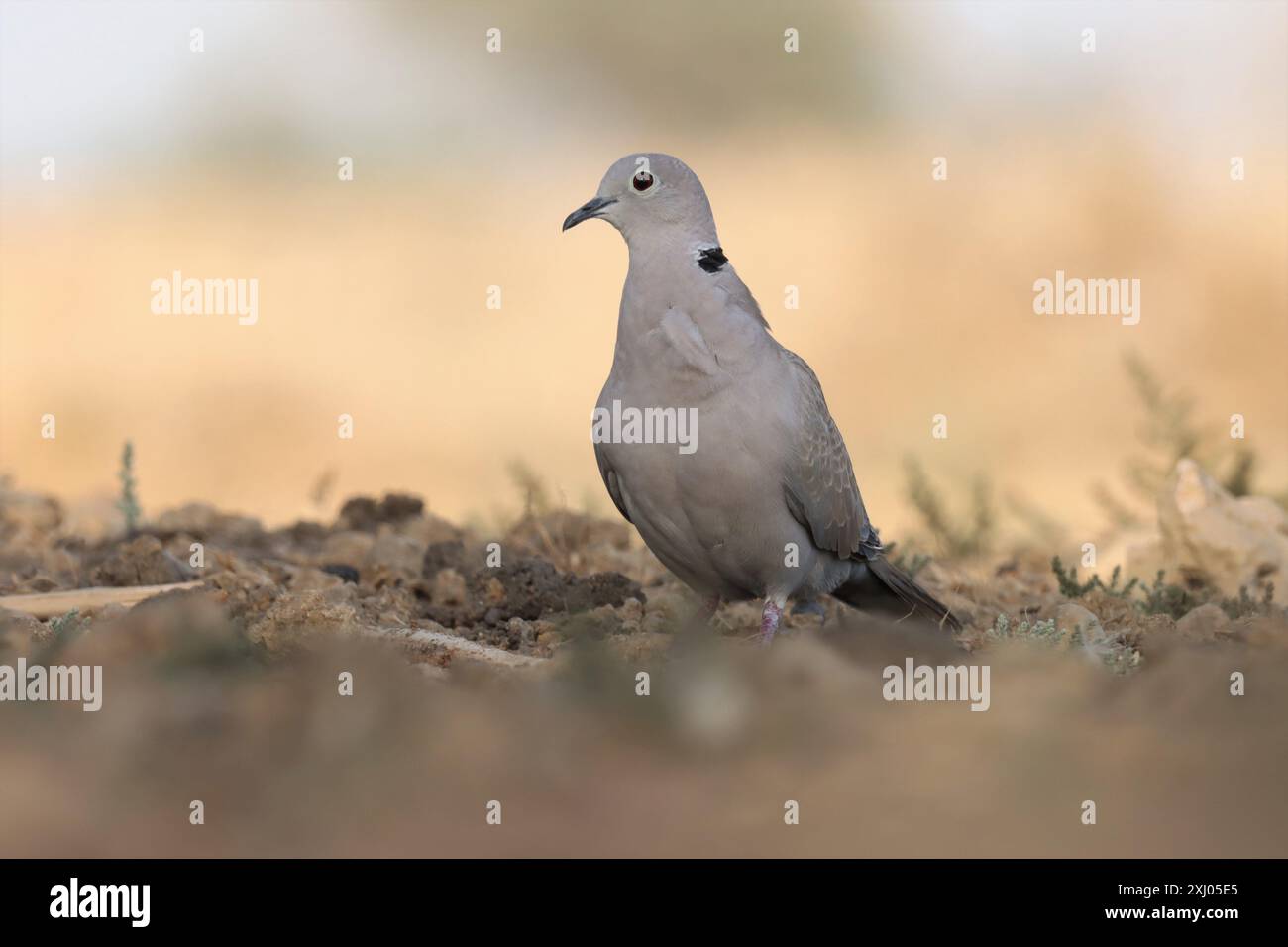Dove bird standing on ground. Closeup of ring necked dove Stock Photo ...