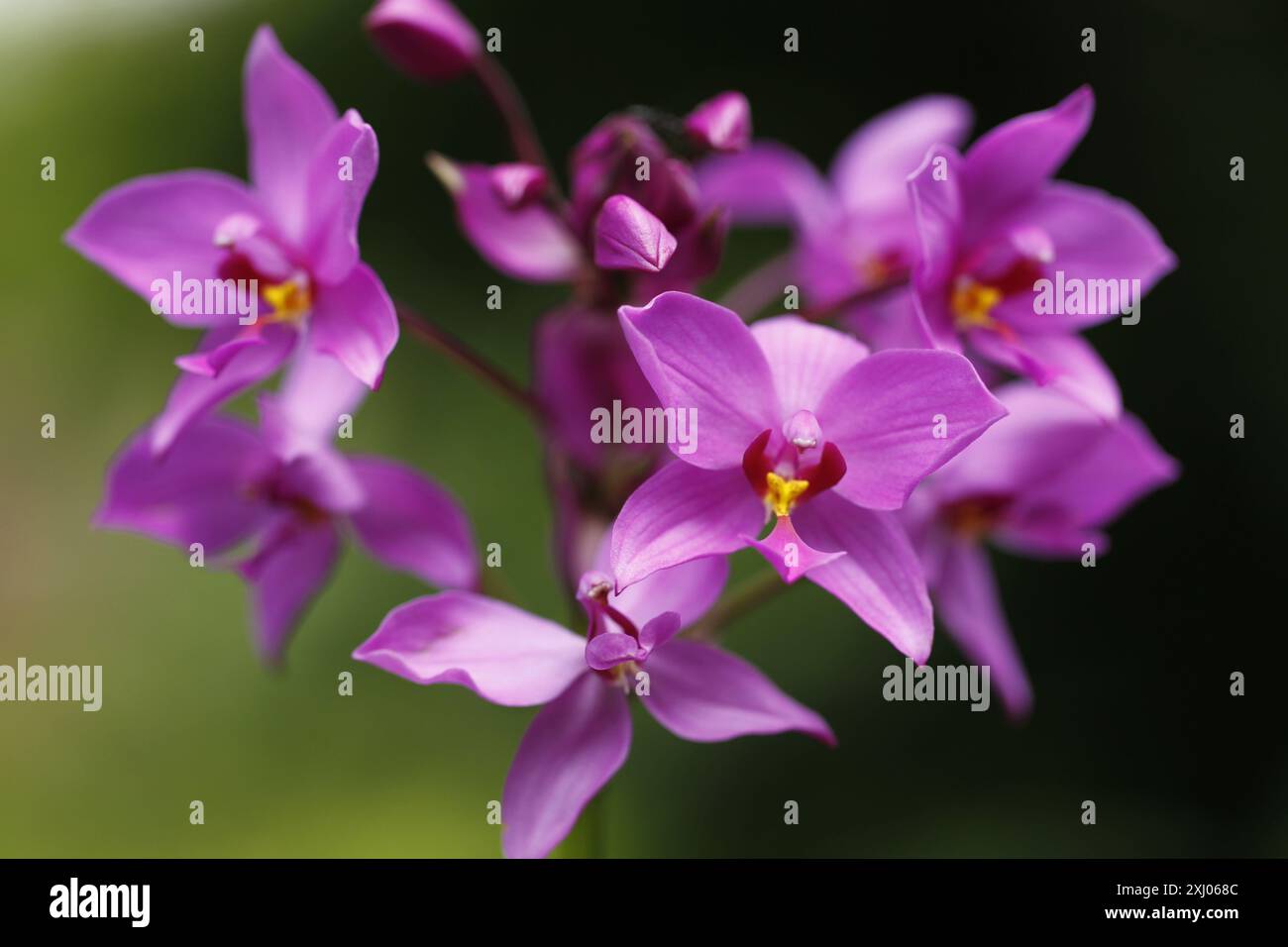Orchids are plants that belong to the family Orchidaceae, a diverse and ...