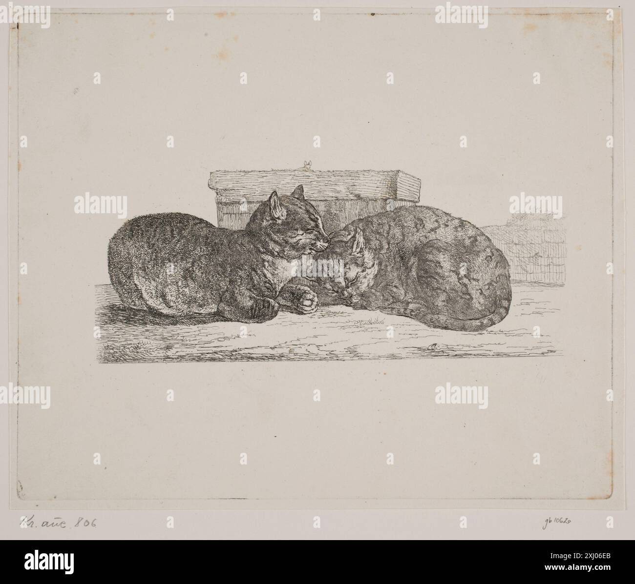 Engraving by Christian David Gebauer depicting two cats, showing their ...