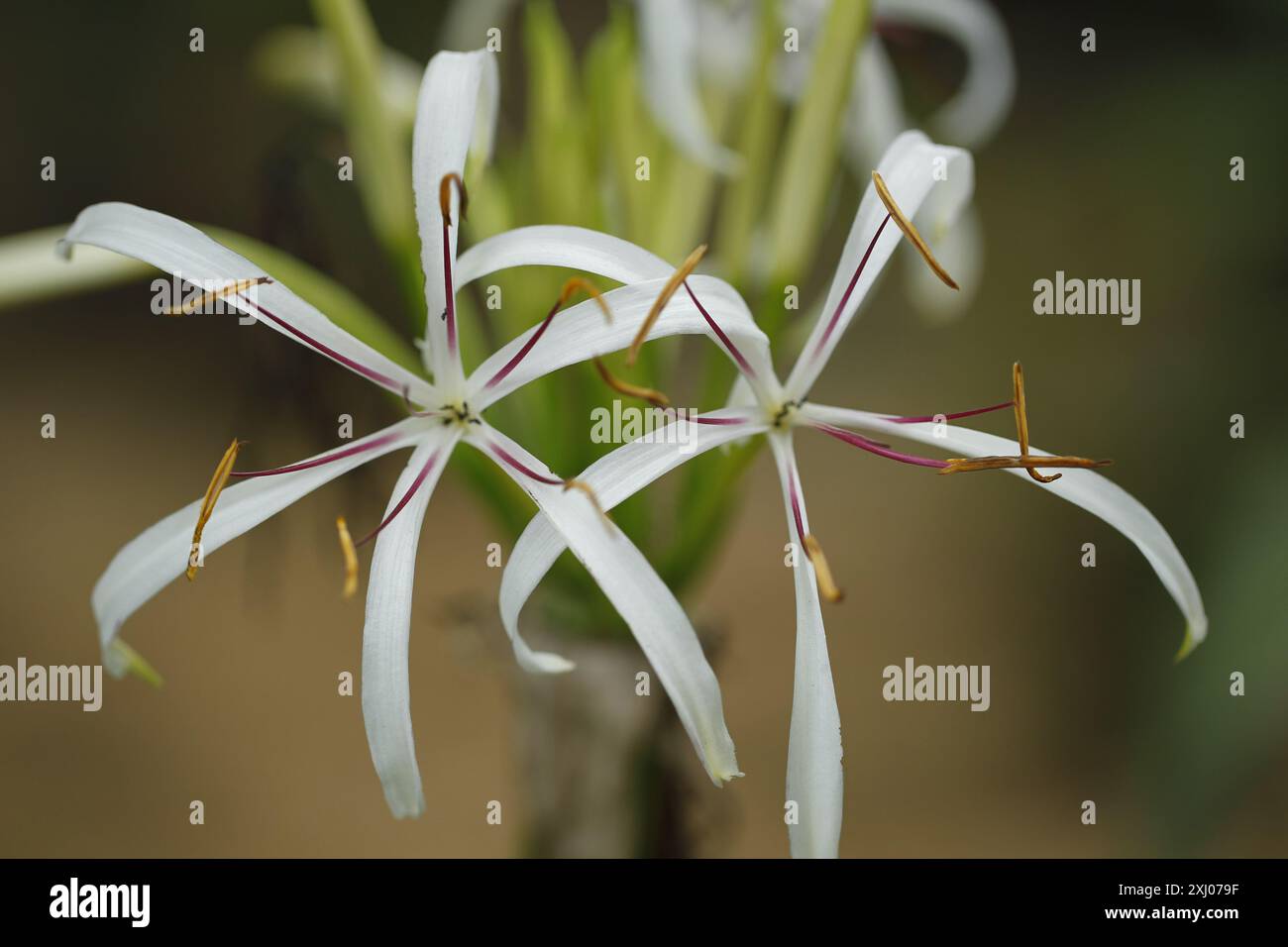 Orchids are plants that belong to the family Orchidaceae, a diverse and ...