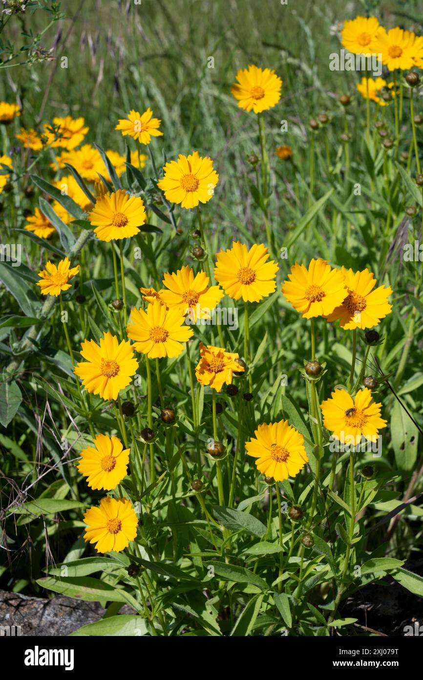 Yellow daisies in the corner of a French vineyard, Cote de Beaune ...
