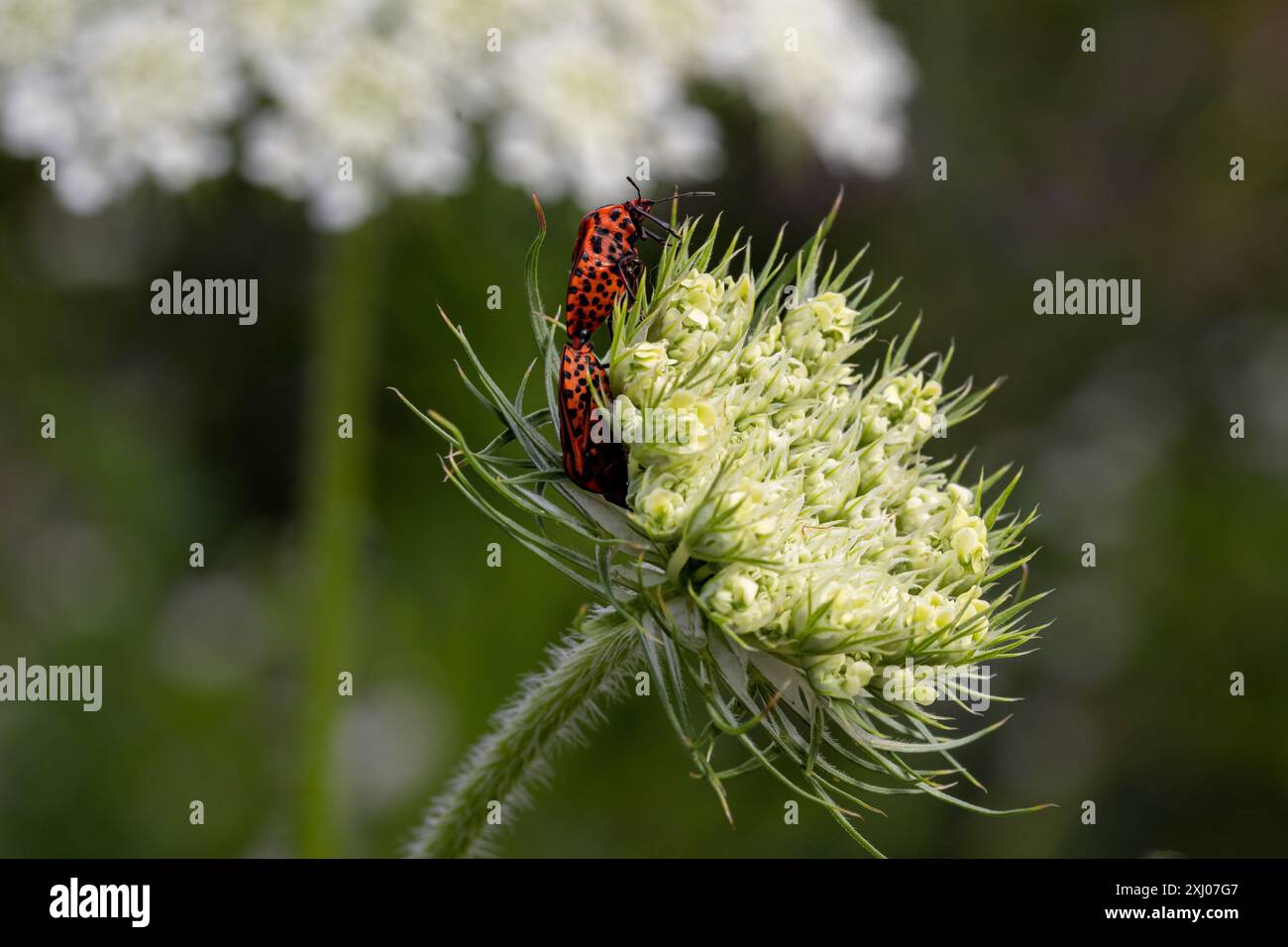 European striped shield bugs hi-res stock photography and images - Alamy
