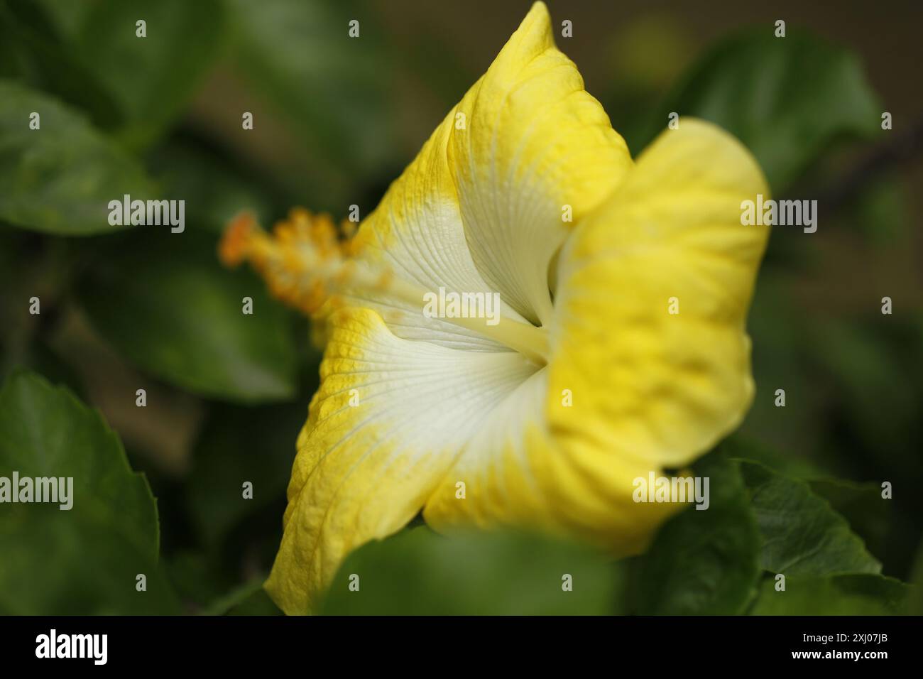 Rosa chinensis, known commonly as the China rose, Chinese rose, or ...