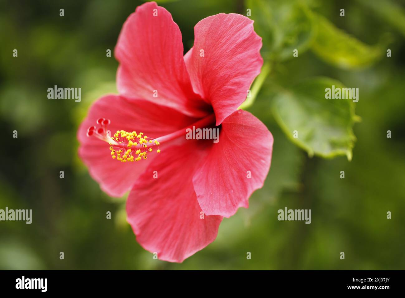 Rosa chinensis, known commonly as the China rose, Chinese rose, or ...