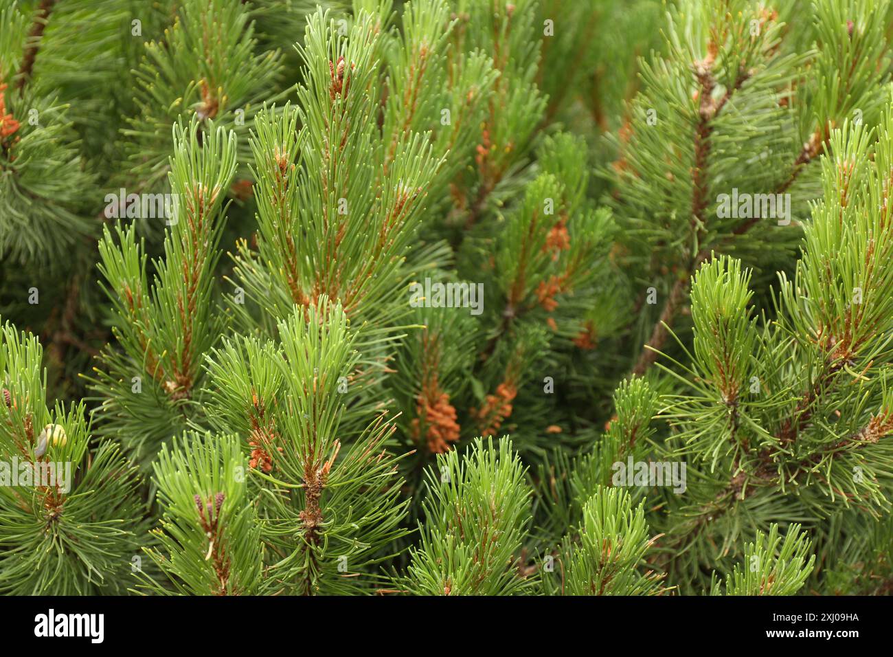 Branches of beautiful pine tree outdoors, closeup Stock Photo - Alamy