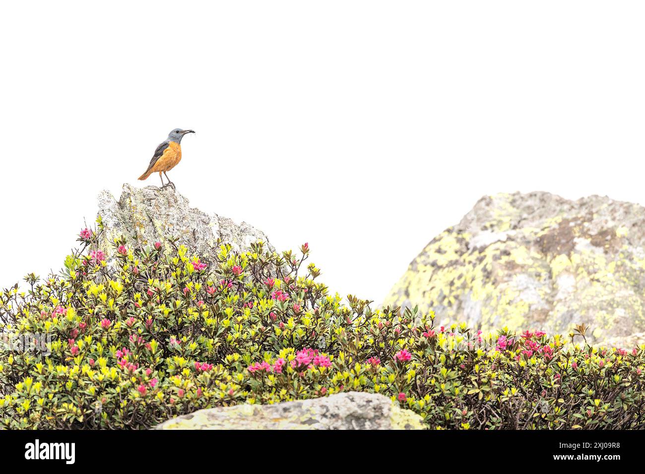Wrapped by rhododendrons, fine art portrait of rock thrush male with ...