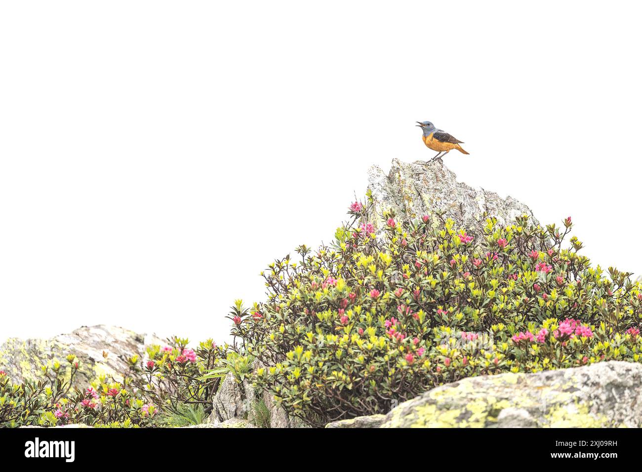 On the rock in the wild Alps, fine art portrait of rock thrush male ...