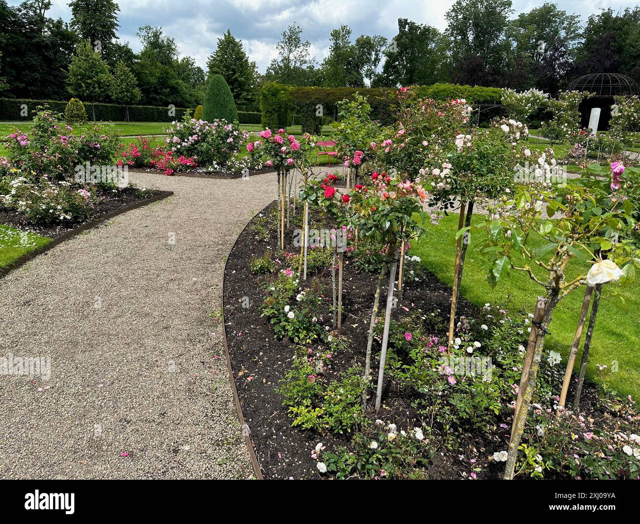Different types of beautiful rose flowers growing in park Stock Photo ...