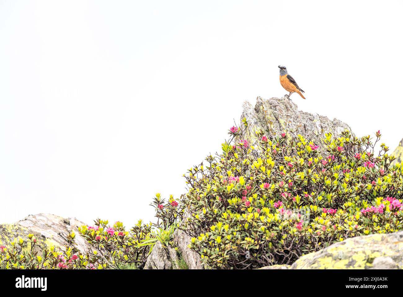 On the rock in the wild Alps, fine art portrait of rock thrush male ...