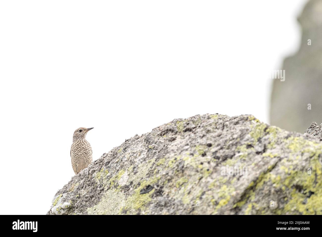 The common rock thrush female, fine art portrait on white background ...