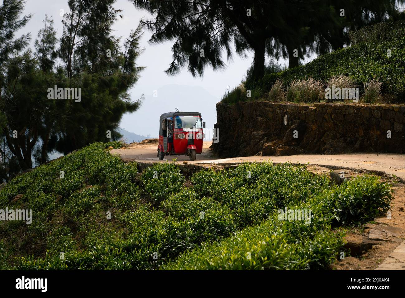 A red rickshaw "tuk-tuk" driving along the road through a tea estate in ...