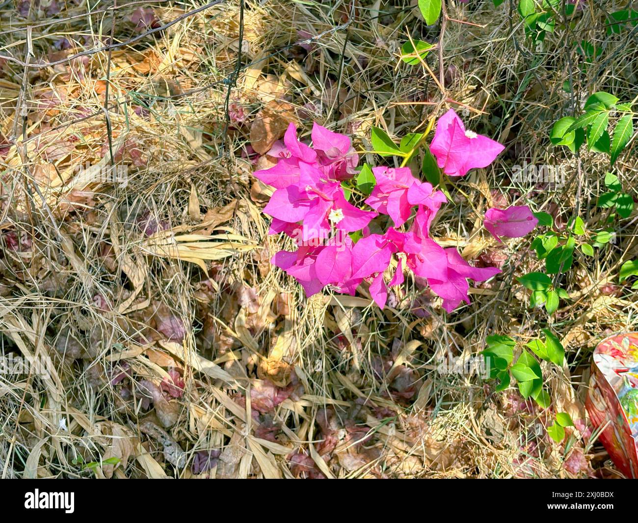 Bougainvillea spectabilis pink flower hi-res stock photography and ...