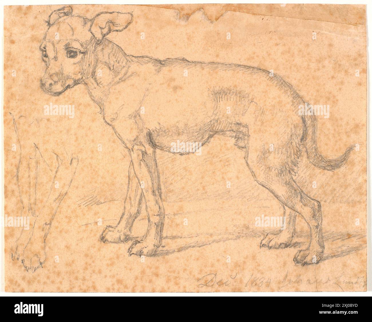 Drawing by Johan Thomas Lundbye depicts a standing dog, showing posture ...