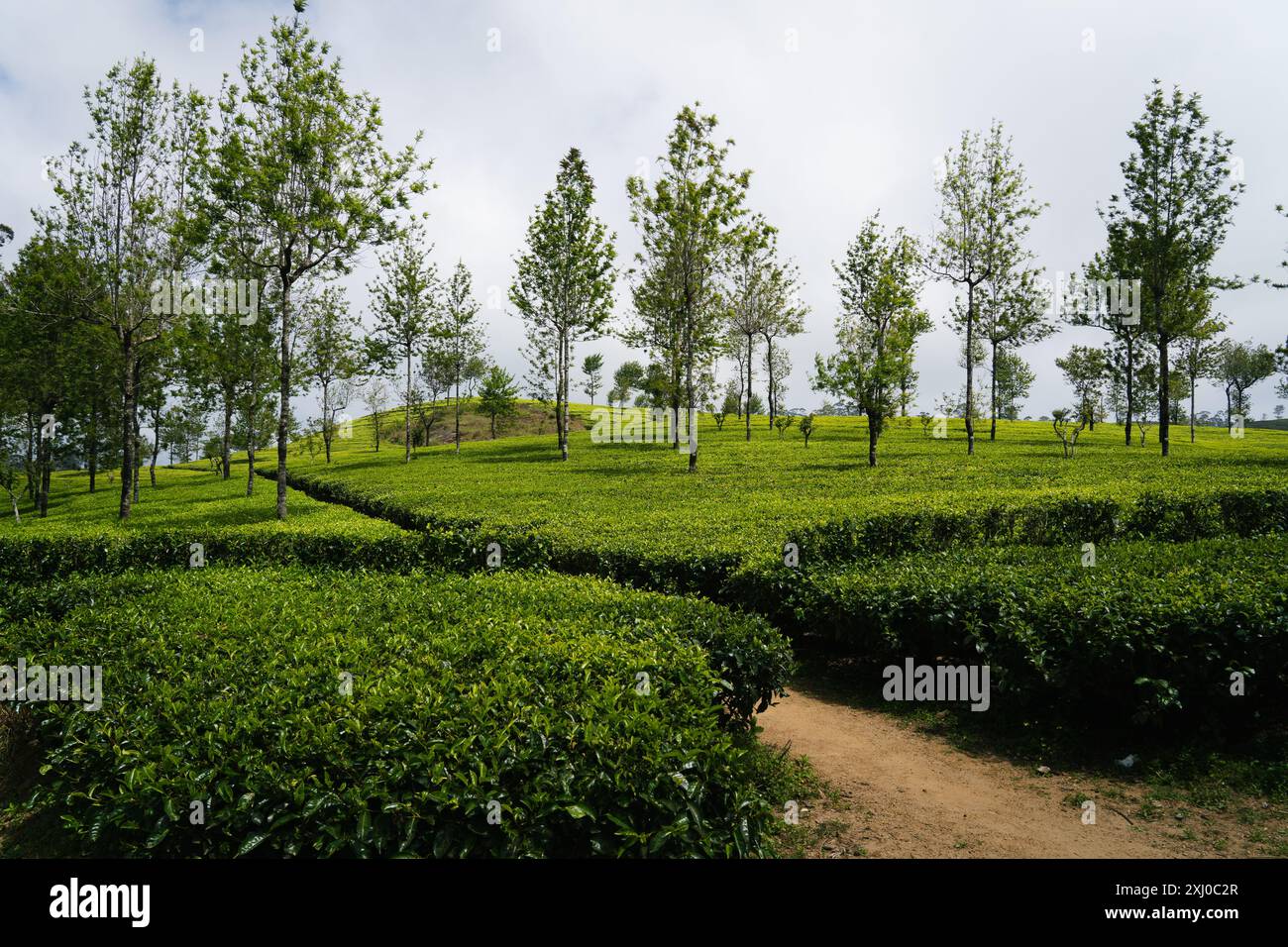 A tea estate in Haputale, Sri Lanka. Lush green tea fields stretch ...