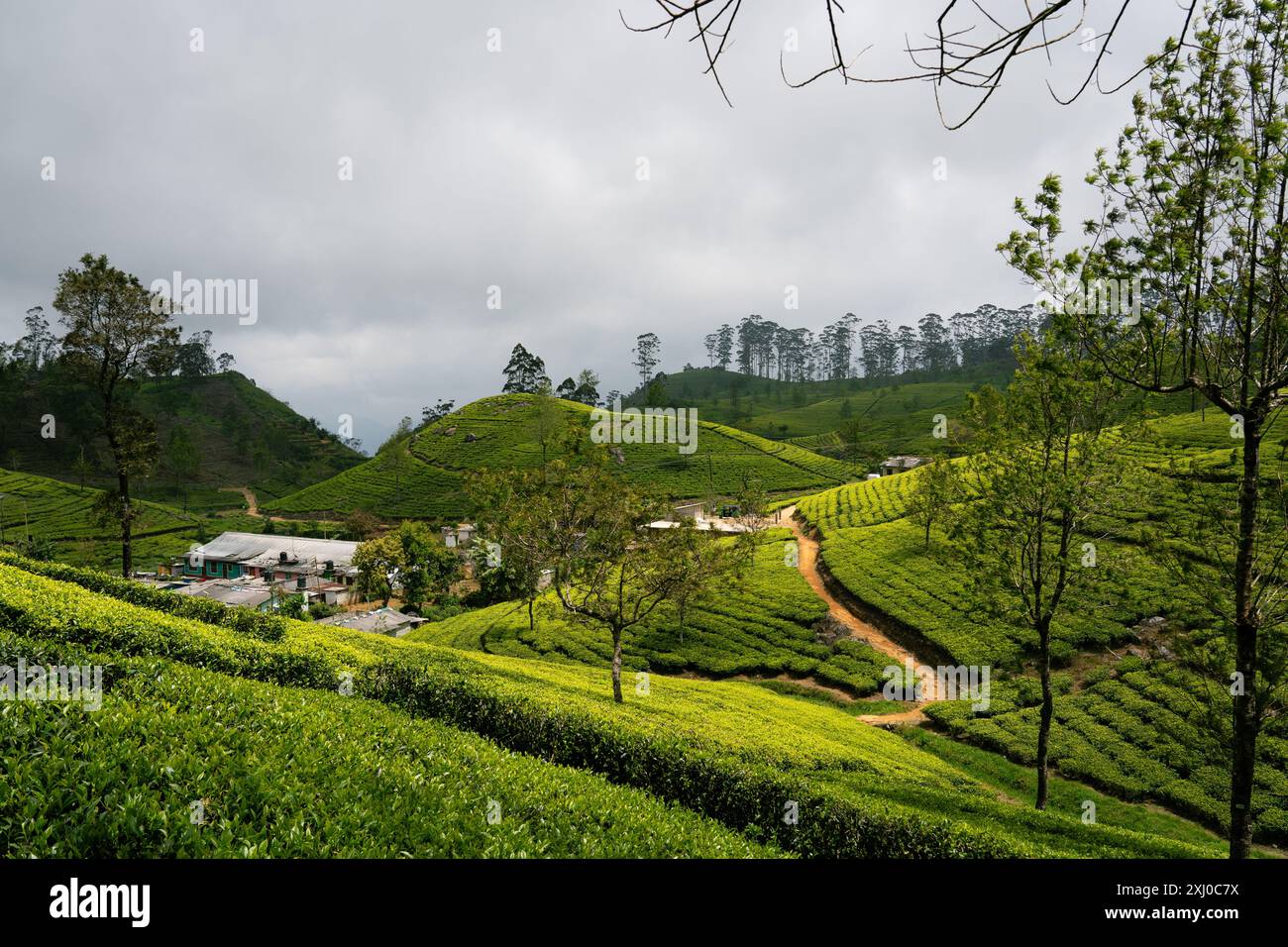 Tea estate in Haputale, Sri Lanka. Rolling green tea fields form a ...