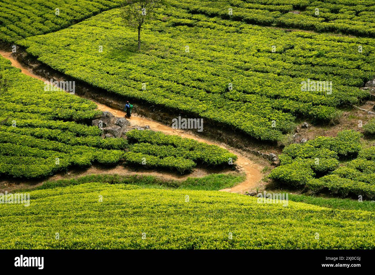 A tea estate in Haputale, Sri Lanka. Lush green tea fields stretch ...