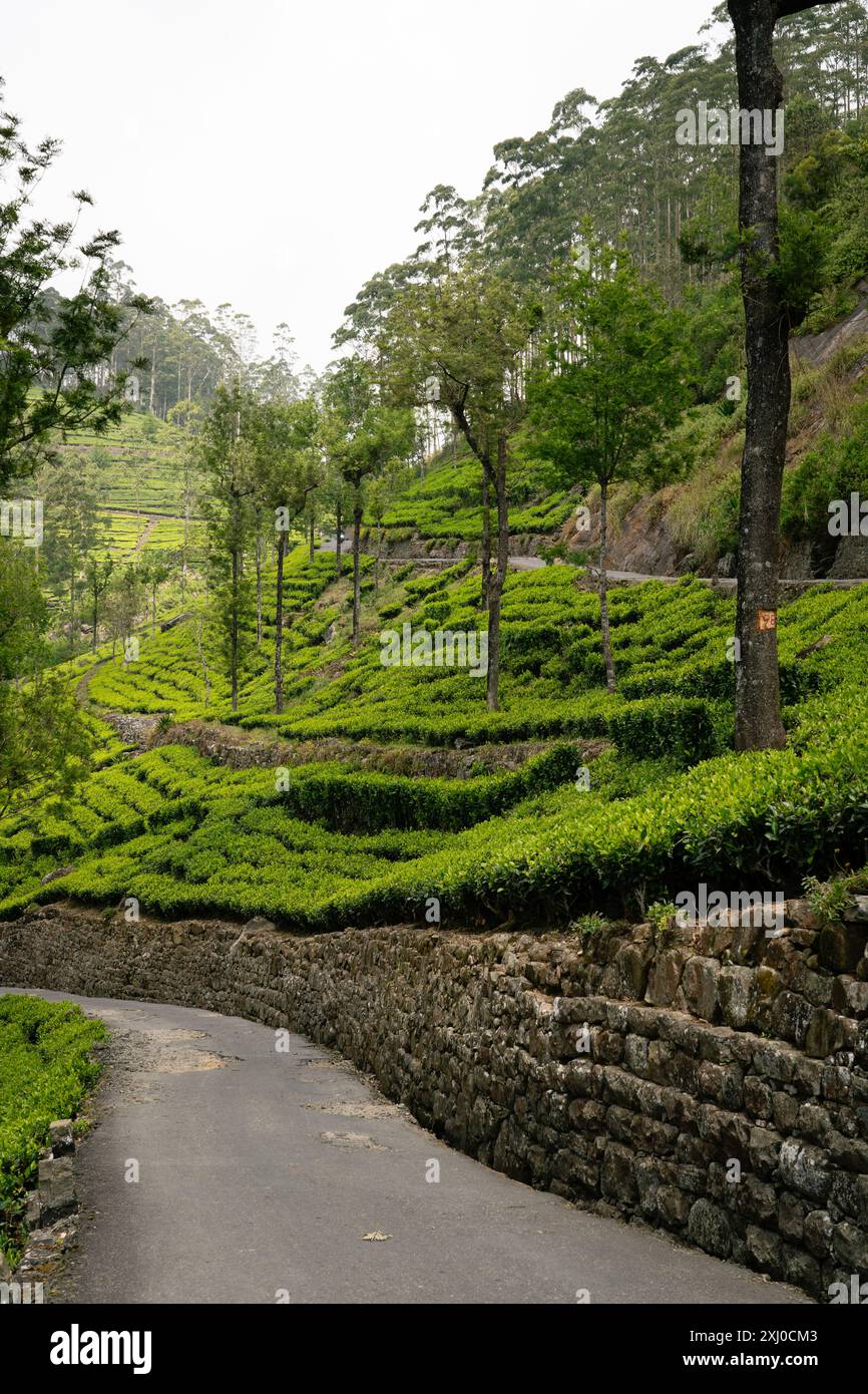 A tea estate in Haputale, Sri Lanka. Lush green tea fields stretch ...