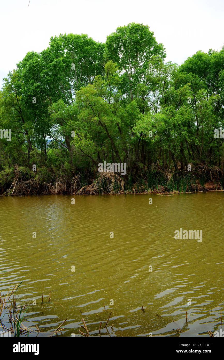 The Verde River in central Arizona and Cottonwood trees along the ba ...