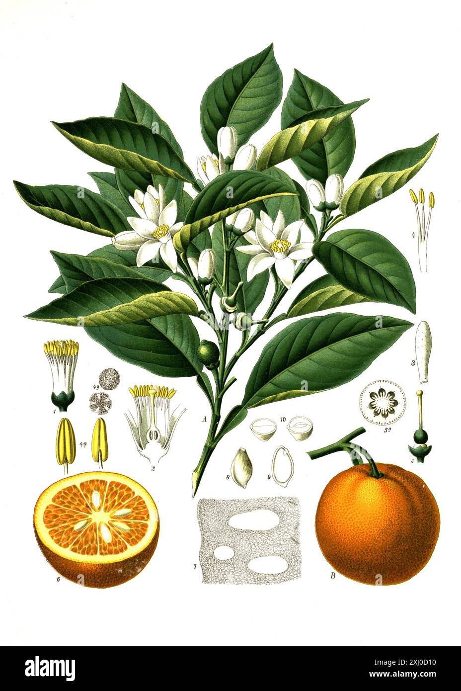Heilpflanze, Citrus vulgaris, Orange, Apfelsine, auch Citrus sinensis ...
