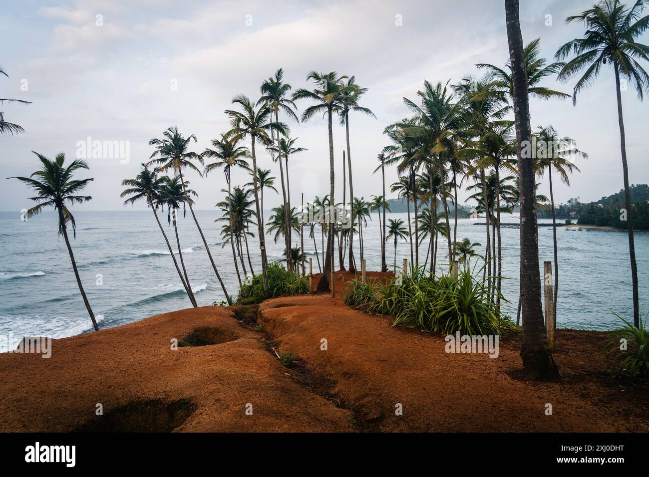 Coconut Tree Hill in Mirissa, Sri Lanka, surrounded by tall coconut ...