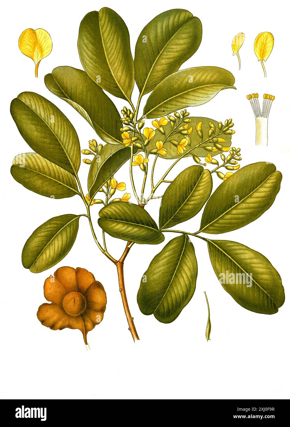 Indian naturopathy hi-res stock photography and images - Alamy