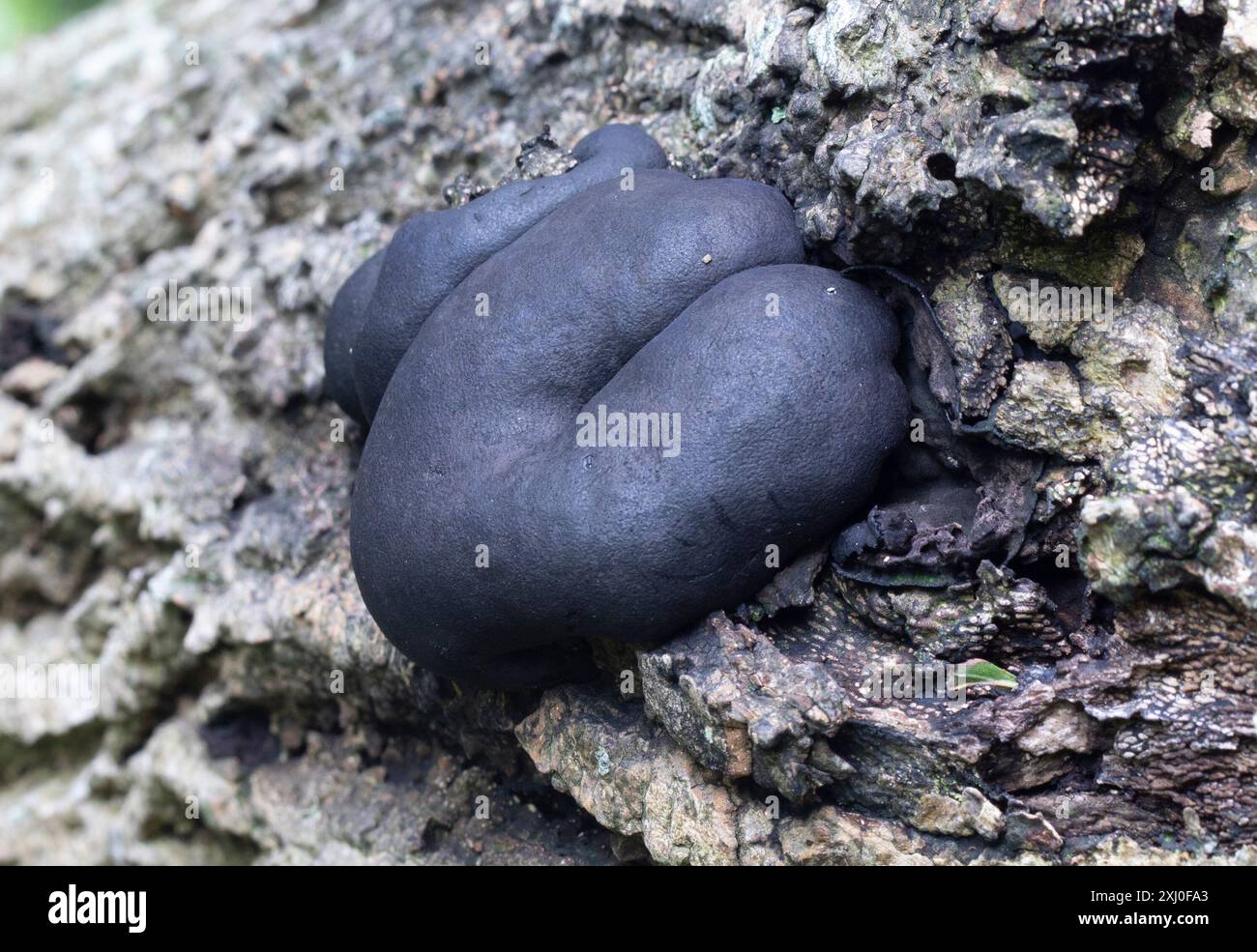 King Alfred's Cake - Daldinia Concentrica Stock Photo - Alamy