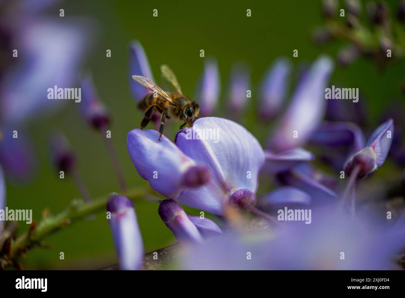 A macro photo capturing a bee inside vibrant Wisteria sinensis flowers, showcasing nature's ...