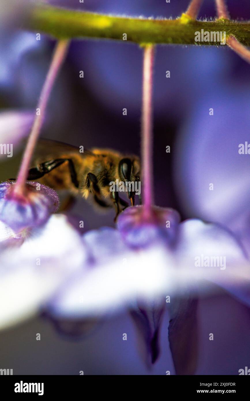 A macro photo capturing a bee inside vibrant Wisteria sinensis flowers ...