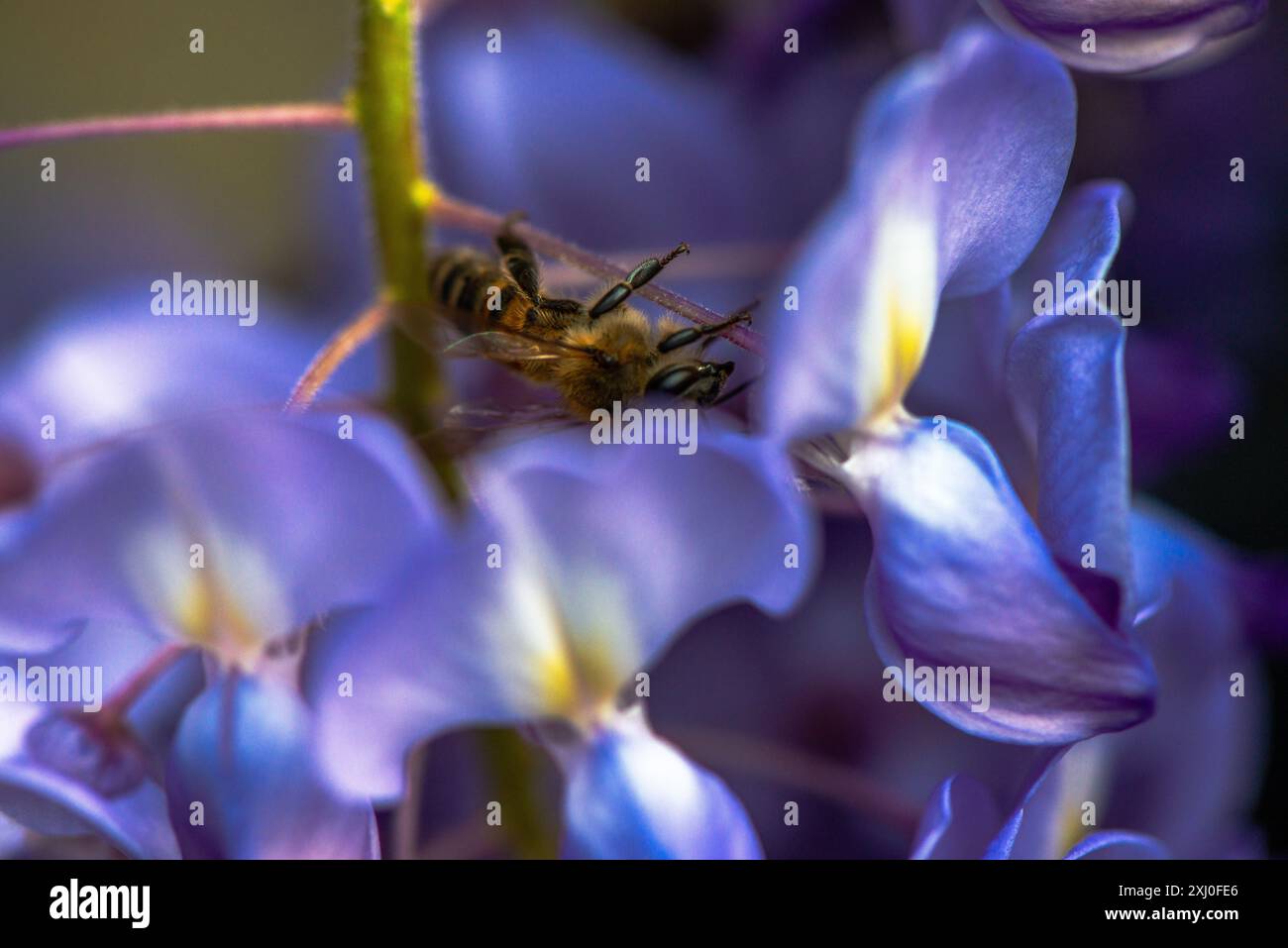 A macro photo capturing a bee inside vibrant Wisteria sinensis flowers, showcasing nature's ...