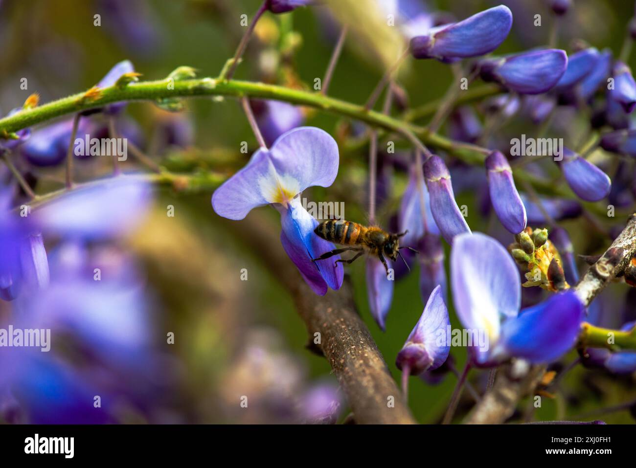 A macro photo capturing a bee inside vibrant Wisteria sinensis flowers, showcasing nature's ...