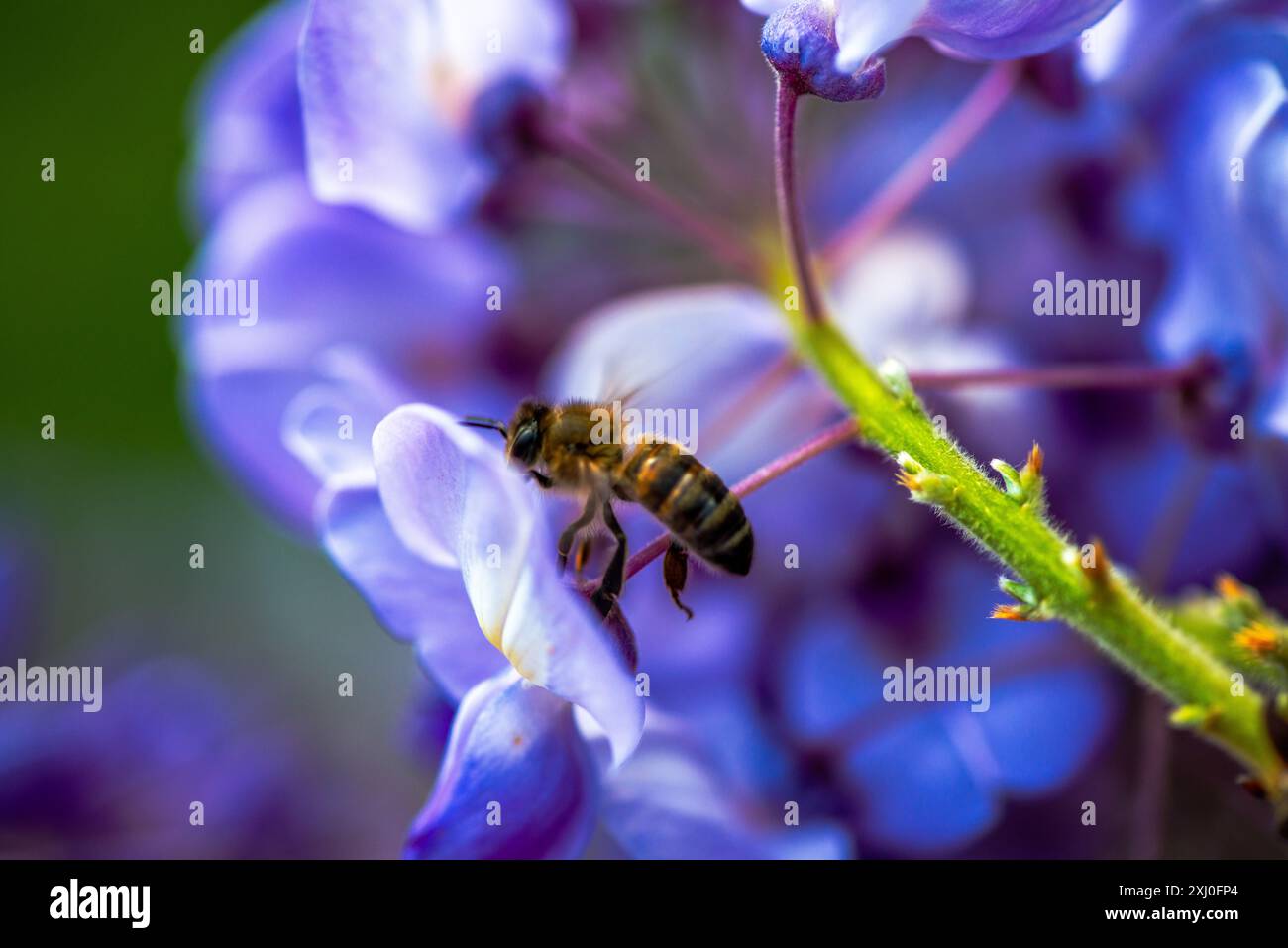 A macro photo capturing a bee inside vibrant Wisteria sinensis flowers ...