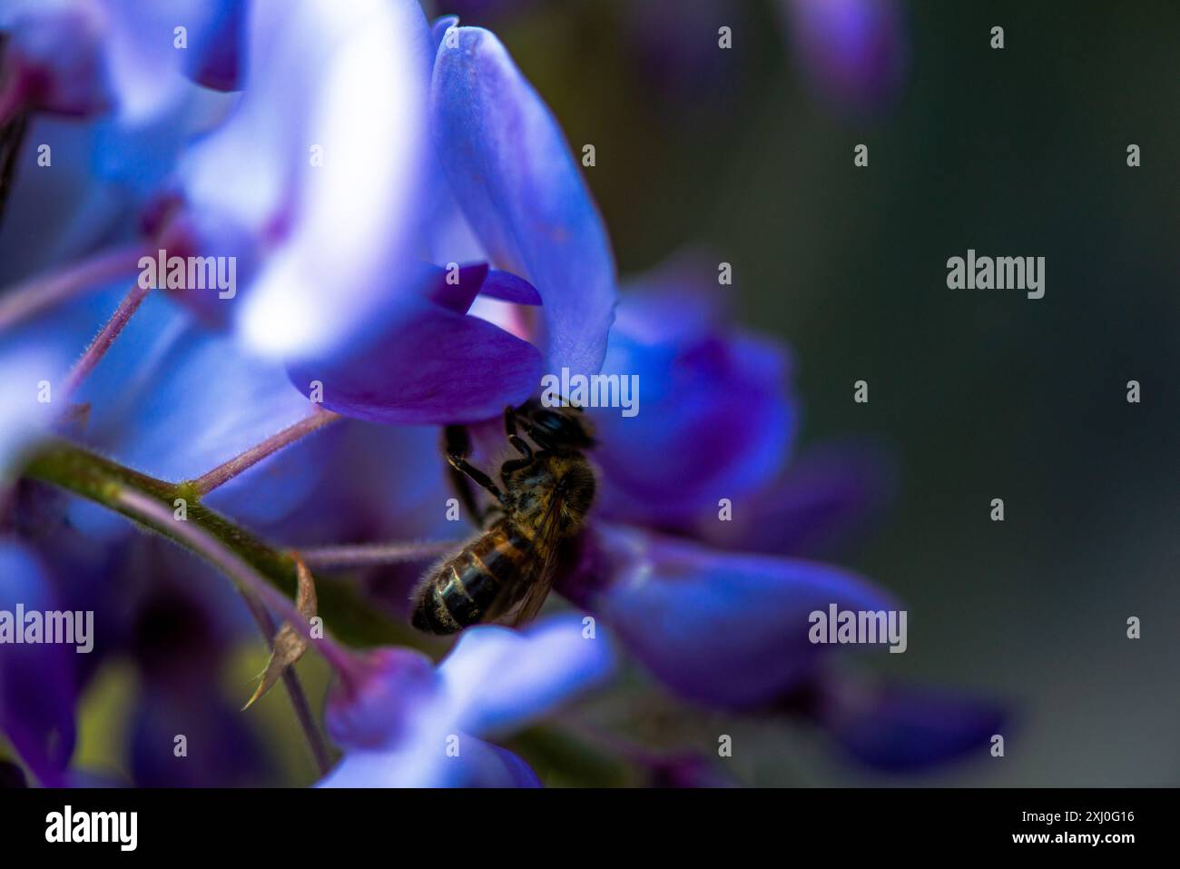 A macro photo capturing a bee inside vibrant Wisteria sinensis flowers ...