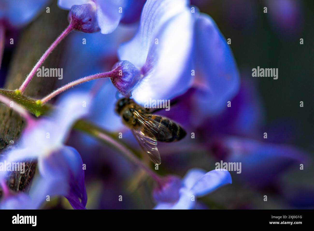 A macro photo capturing a bee inside vibrant Wisteria sinensis flowers, showcasing nature's ...