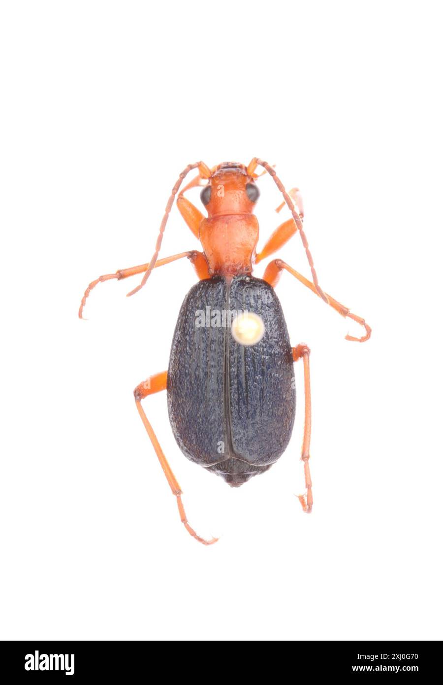 Bombardier Beetles (Brachinus) Insecta Stock Photo - Alamy