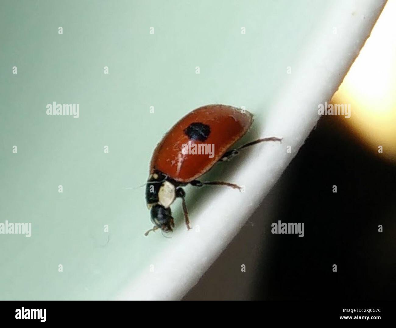 Two-spotted Lady Beetle (Adalia bipunctata) Insecta Stock Photo - Alamy