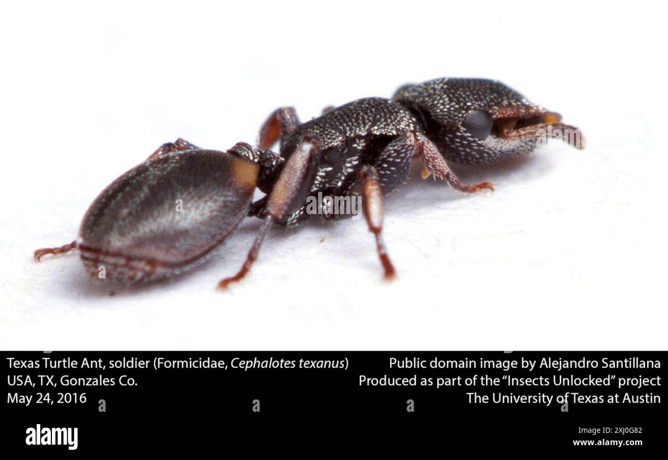 Texas Turtle Ant (Cephalotes texanus) Insecta Stock Photo - Alamy