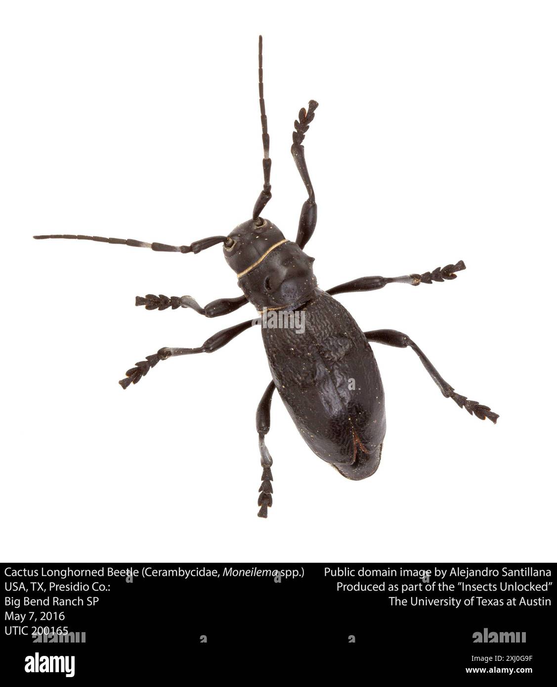 Cactus Longhorn Beetles (Moneilema) Insecta Stock Photo - Alamy