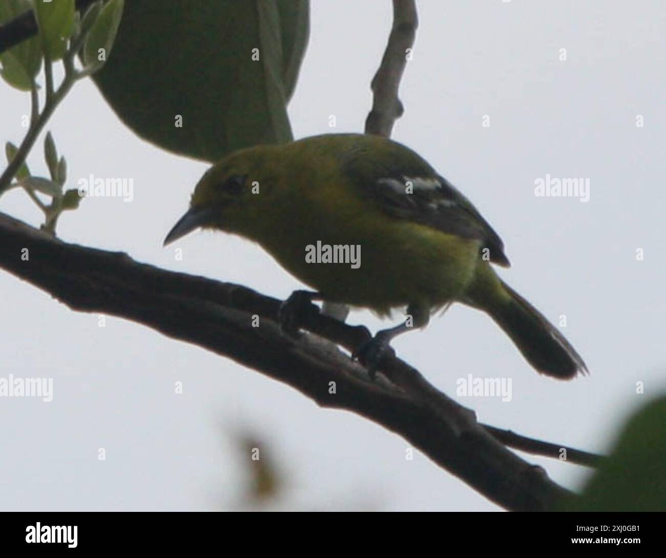 Common Iora (Aegithina tiphia) Aves Stock Photo - Alamy