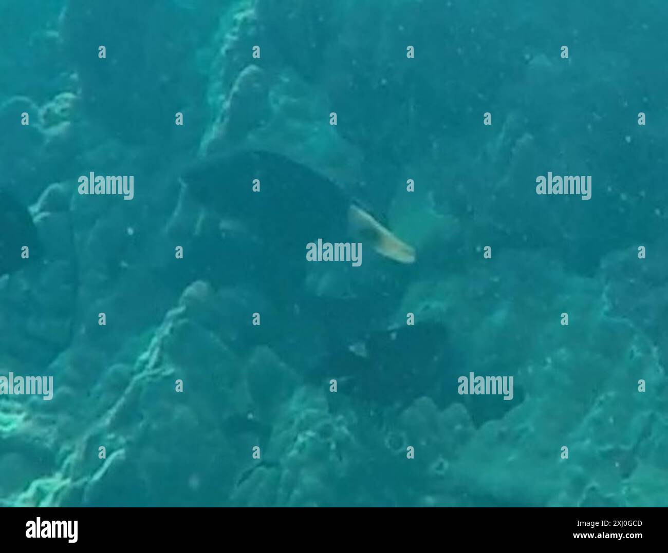 Pacific bullethead parrotfish hi-res stock photography and images - Alamy