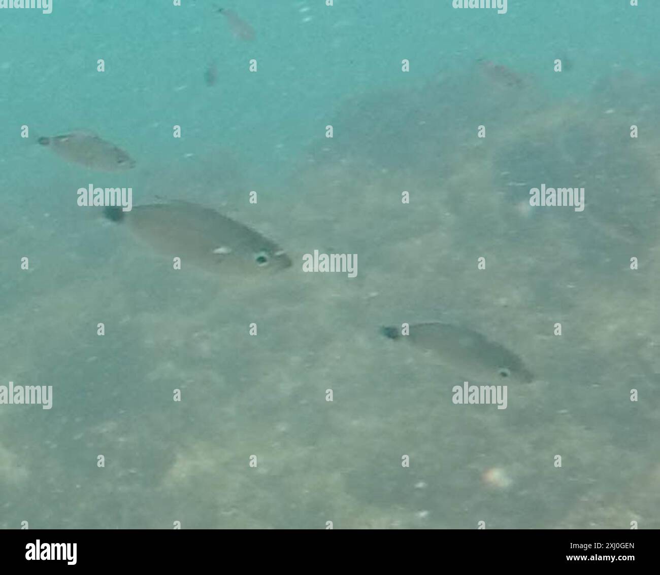 Saddled Seabream (Oblada melanurus) Actinopterygii Stock Photo - Alamy