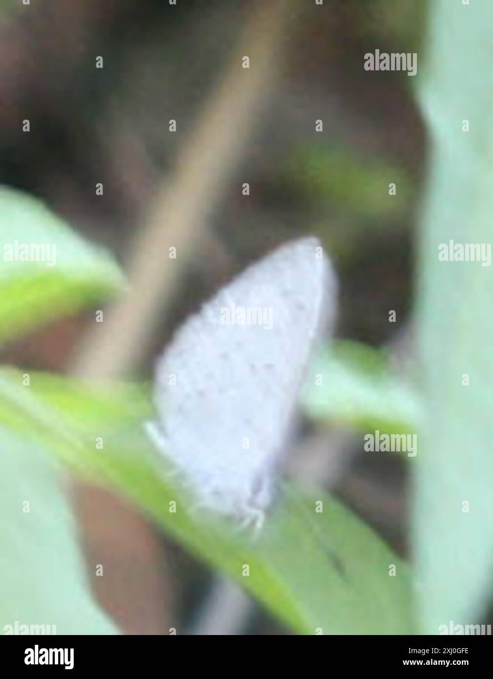 Echo Azure (Celastrina echo) Insecta Stock Photo - Alamy