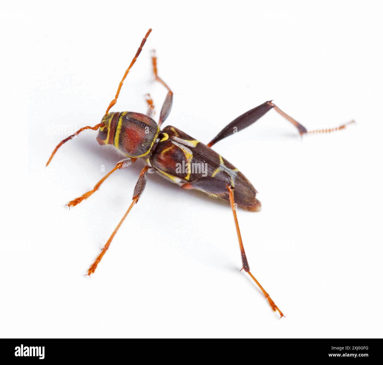 Spined Long-horned Beetle (Neoclytus mucronatus) Insecta Stock Photo ...