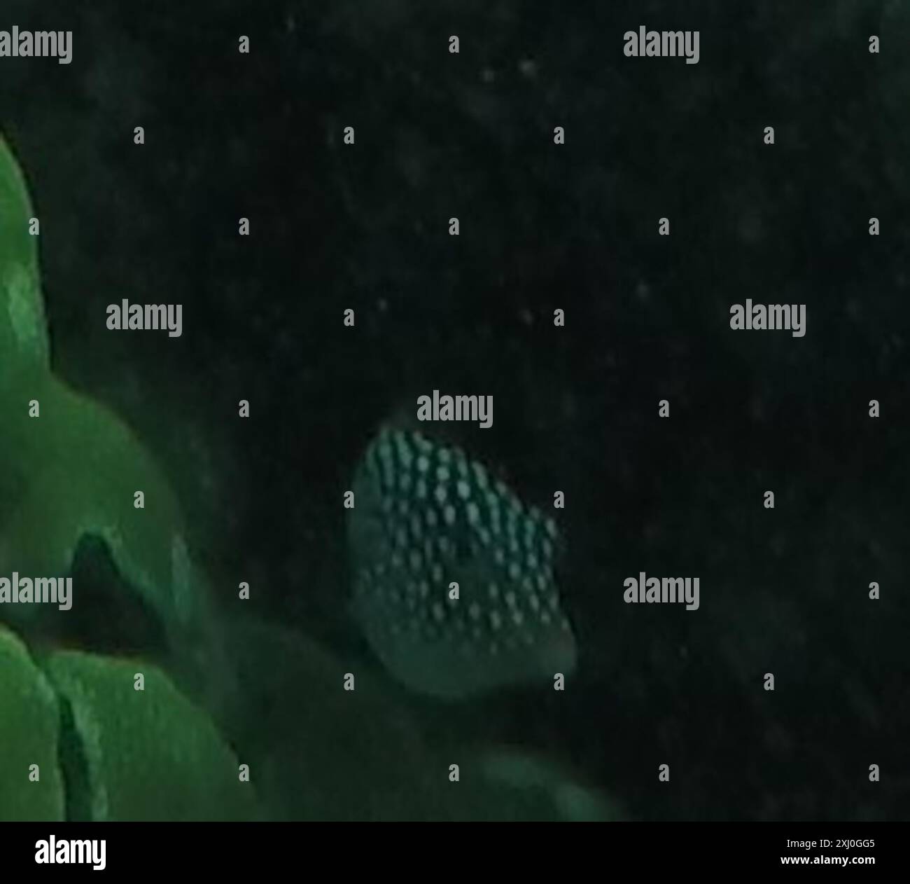 Hawaiian Spotted Toby (Canthigaster jactator) Actinopterygii Stock ...