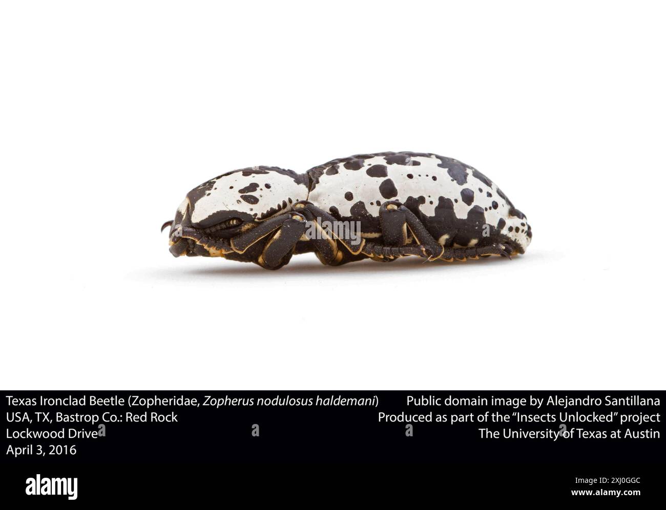 Texas Ironclad Beetle (Zopherus nodulosus haldemani) Insecta Stock ...