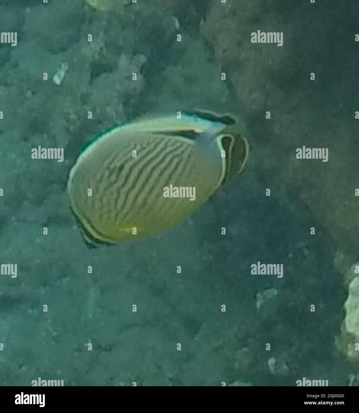 Redfin butterflyfish hi-res stock photography and images - Alamy