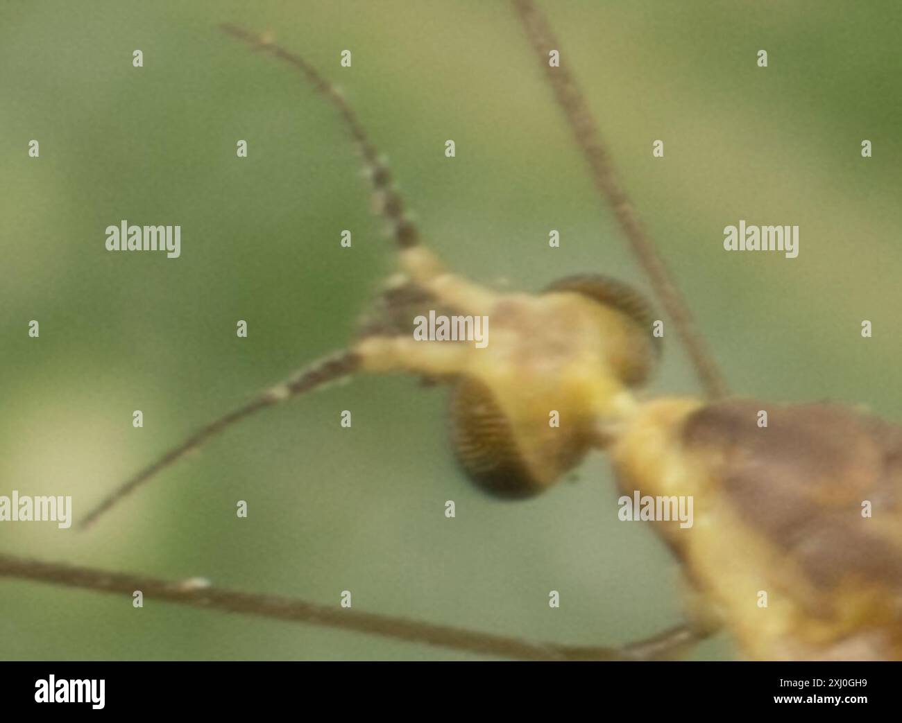 Limoniid Crane Flies (Limoniidae) Insecta Stock Photo - Alamy