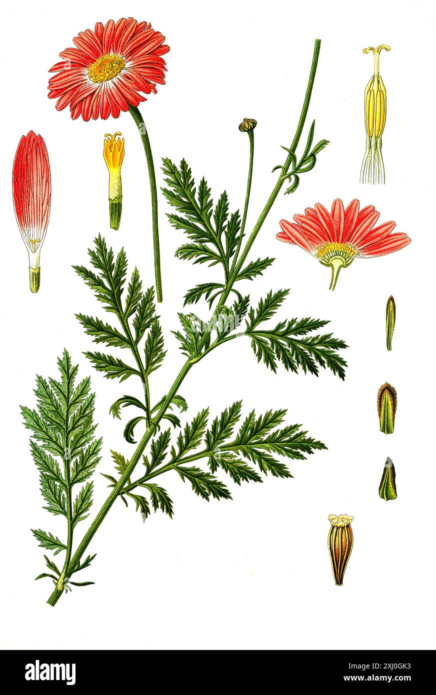 Heilpflanze, Chrysanthemum marshallii, Painted daisy, Pyrethrum ...