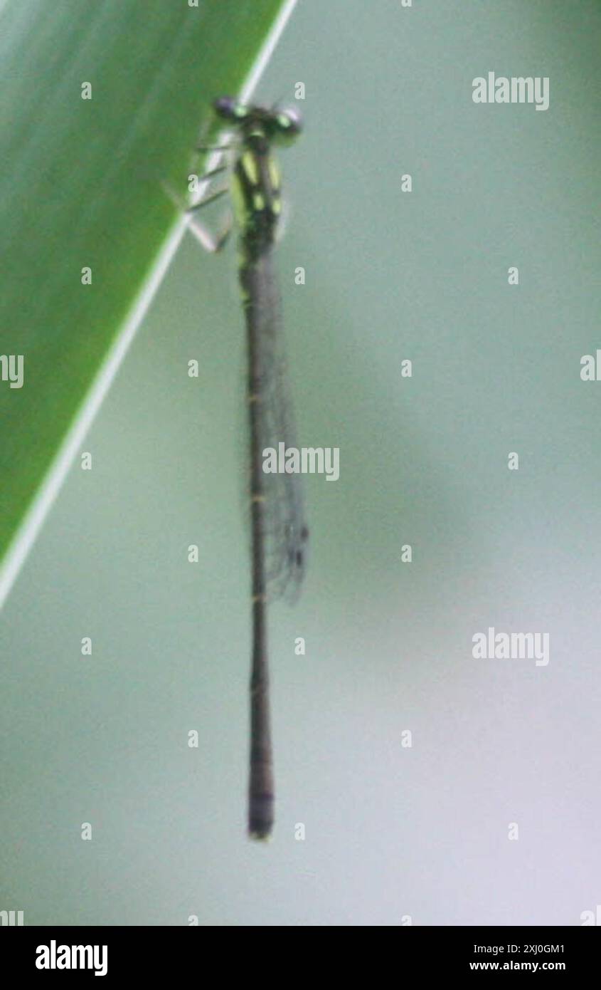 Fragile Forktail (Ischnura posita) Insecta Stock Photo - Alamy