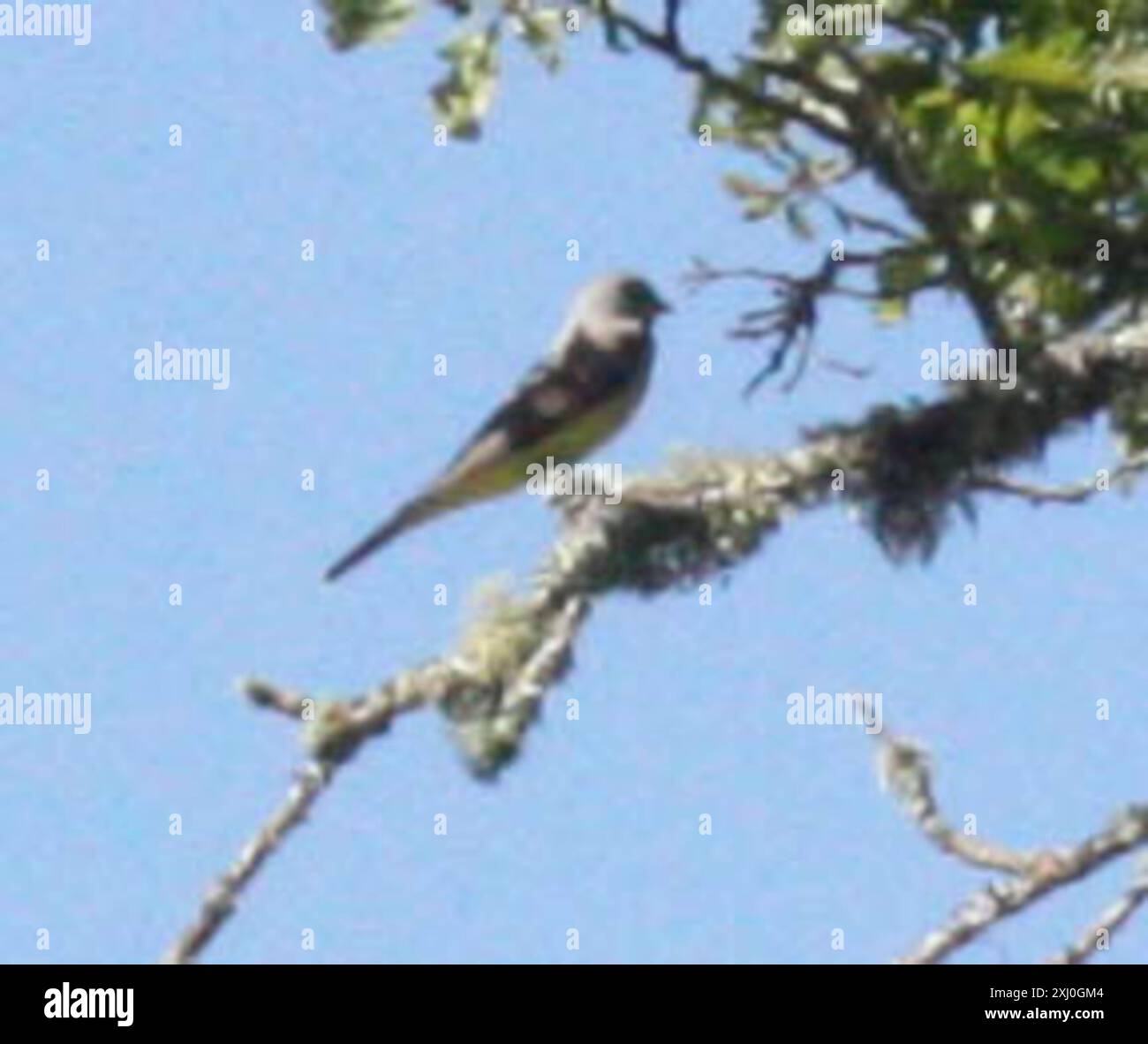 Western Kingbird (Tyrannus verticalis) Aves Stock Photo - Alamy
