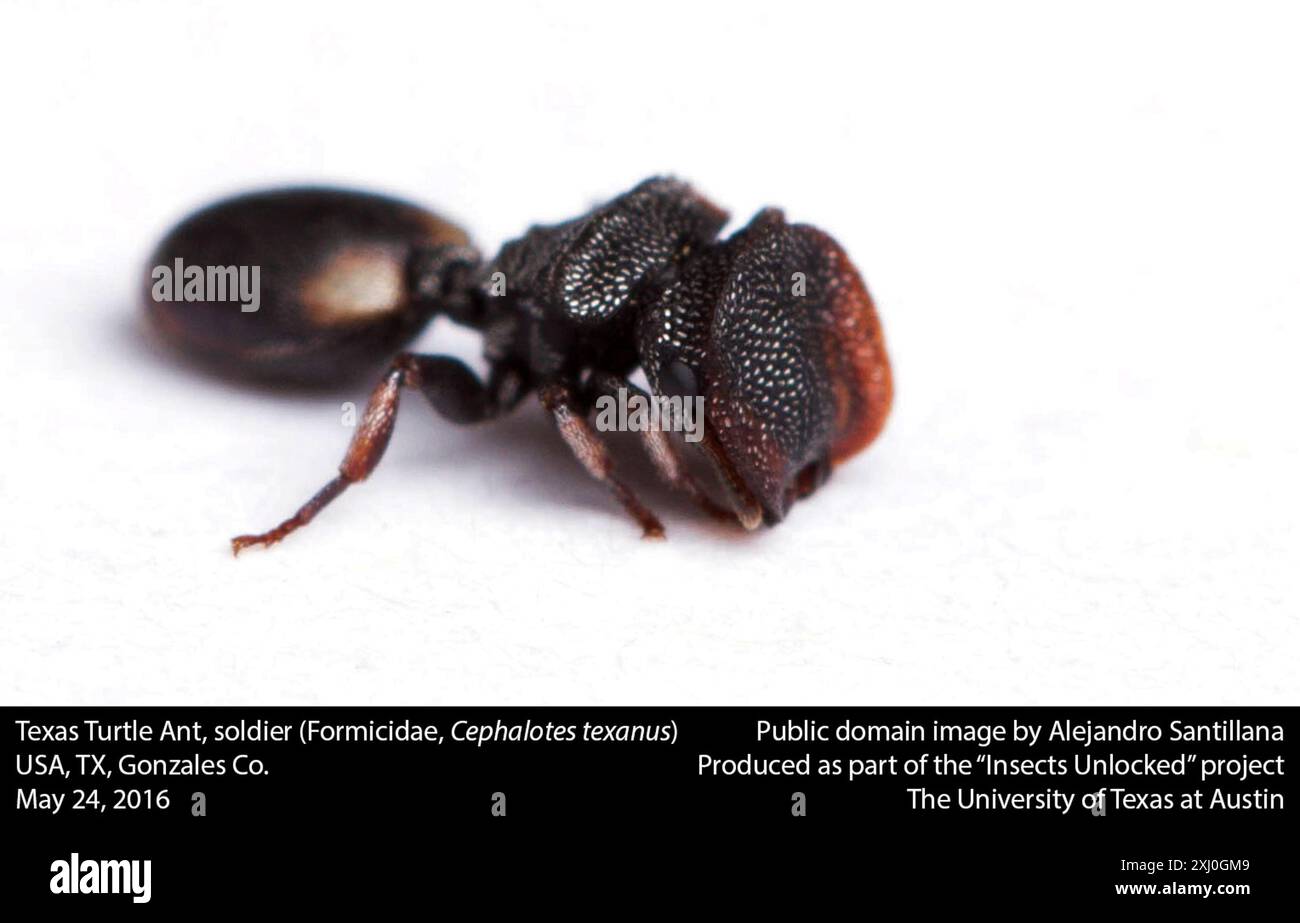 Texas Turtle Ant (Cephalotes texanus) Insecta Stock Photo - Alamy